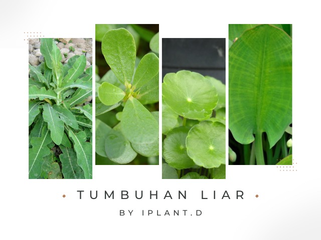 Tanaman Liar Dengan Sejuta Manfaat