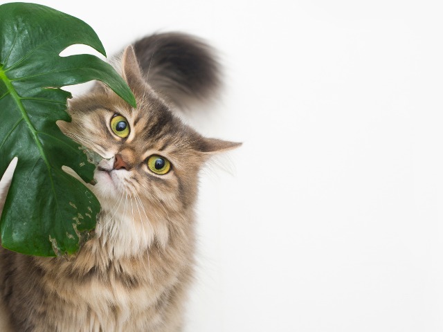 Kucing Dan Tanaman