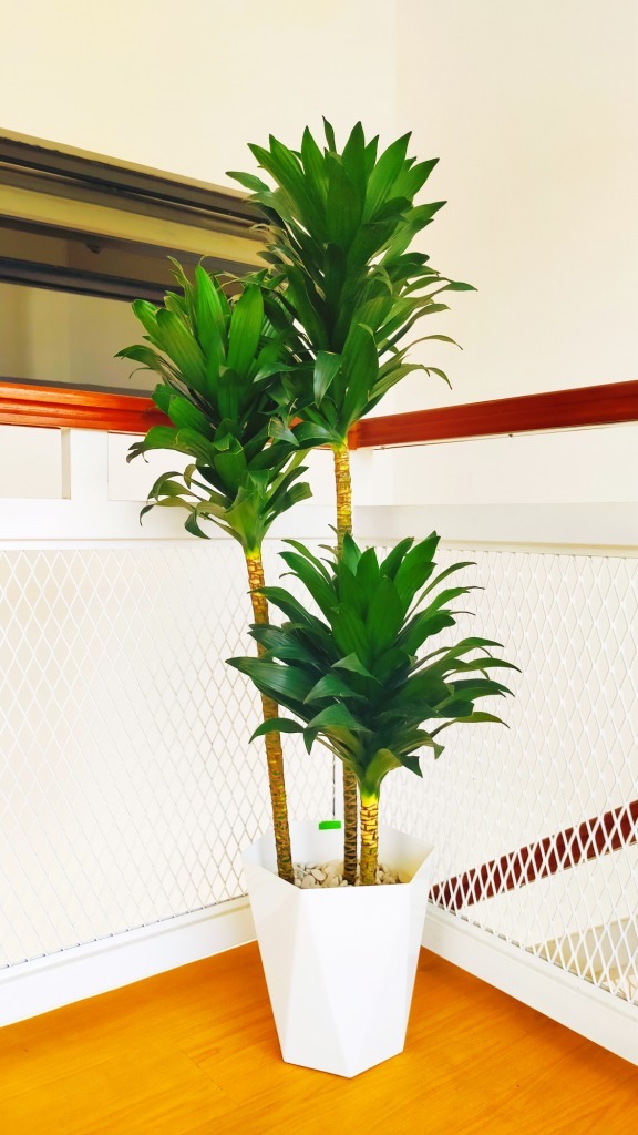 Janet Craig Combo Set 3 Pohon