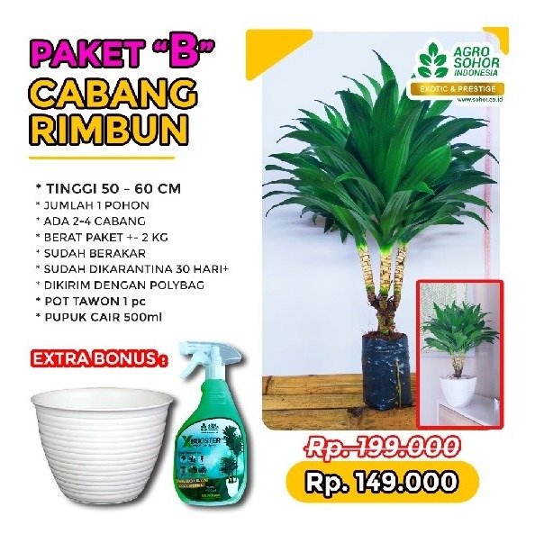 NEW - Paket B (Versi Cabang 50-60cm)