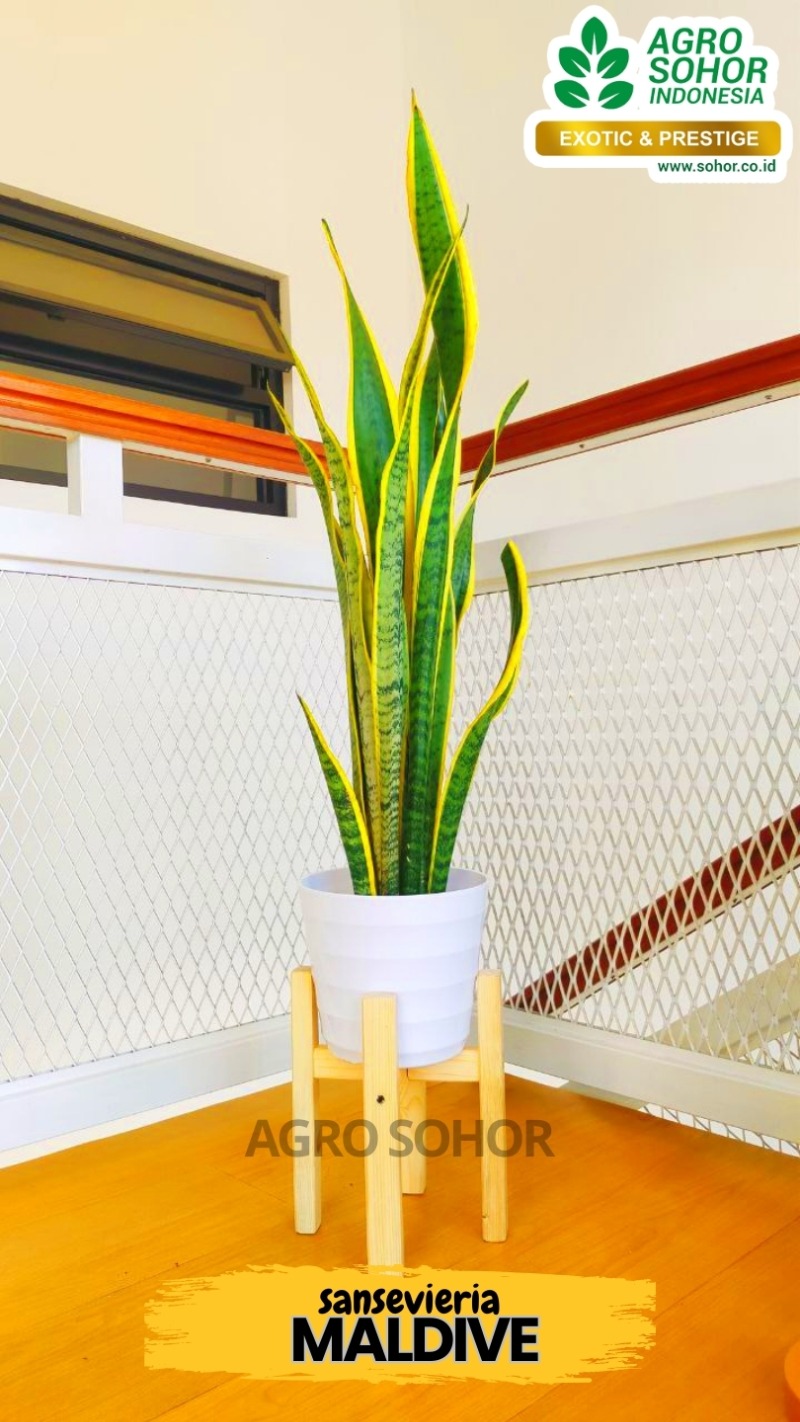 Paket Maldive Sansevieria