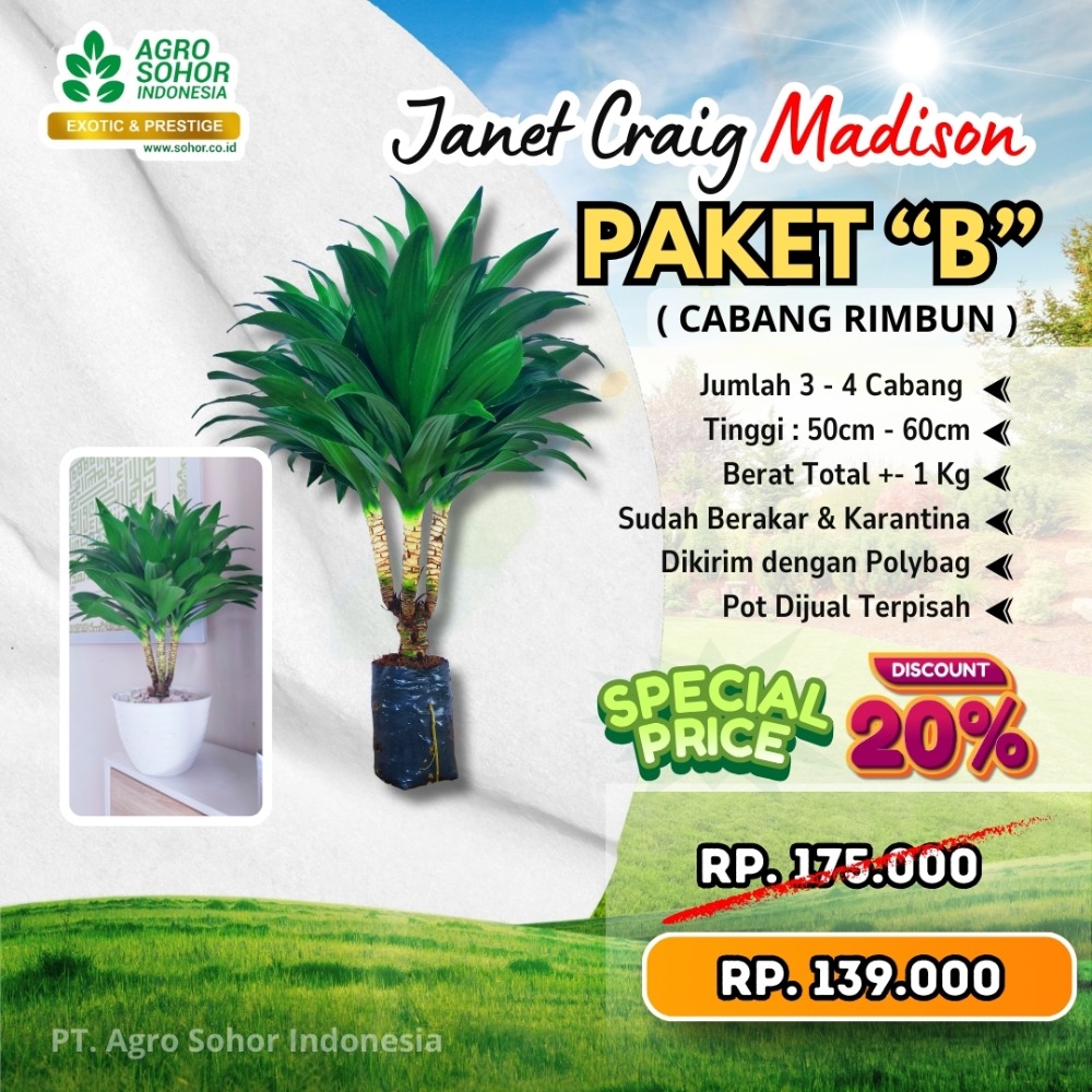 Paket B - Janet Madison Cabang Rimbun (50-60cm)