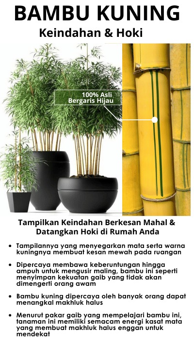 Bambu Kuning Hoki