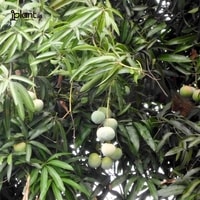 Mangga Apel