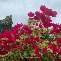 Bougenville Merah Variegata
