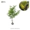 Golden Tea Tree (Medium)