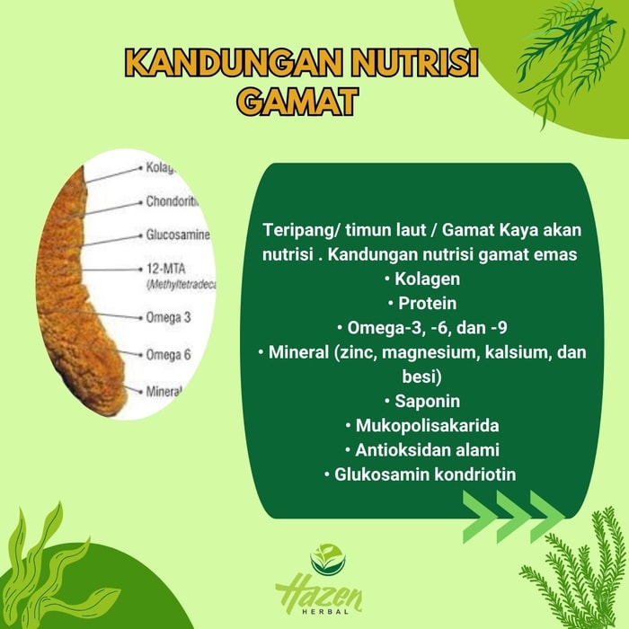 MENGENAL GAMAT ATAU TERIPANG DAN MANFAATNYA UNTUK KESEHATAN