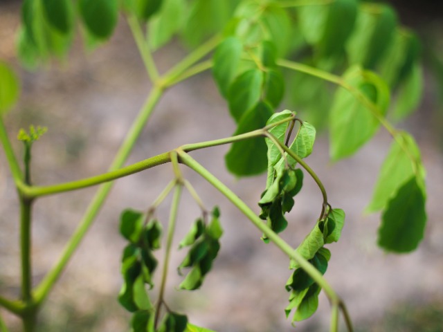Pengetahuan Seputar Etiolasi